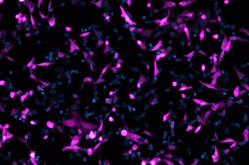 How-To Guide: Immunofluorescence - Wiley Science and Engineering Content Hub